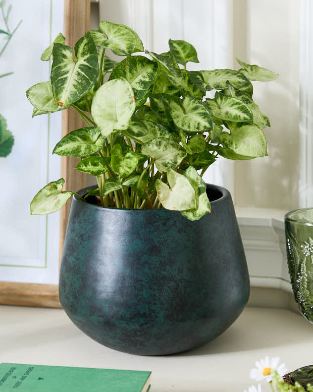 Saka Green Rounded Planter – Dibor